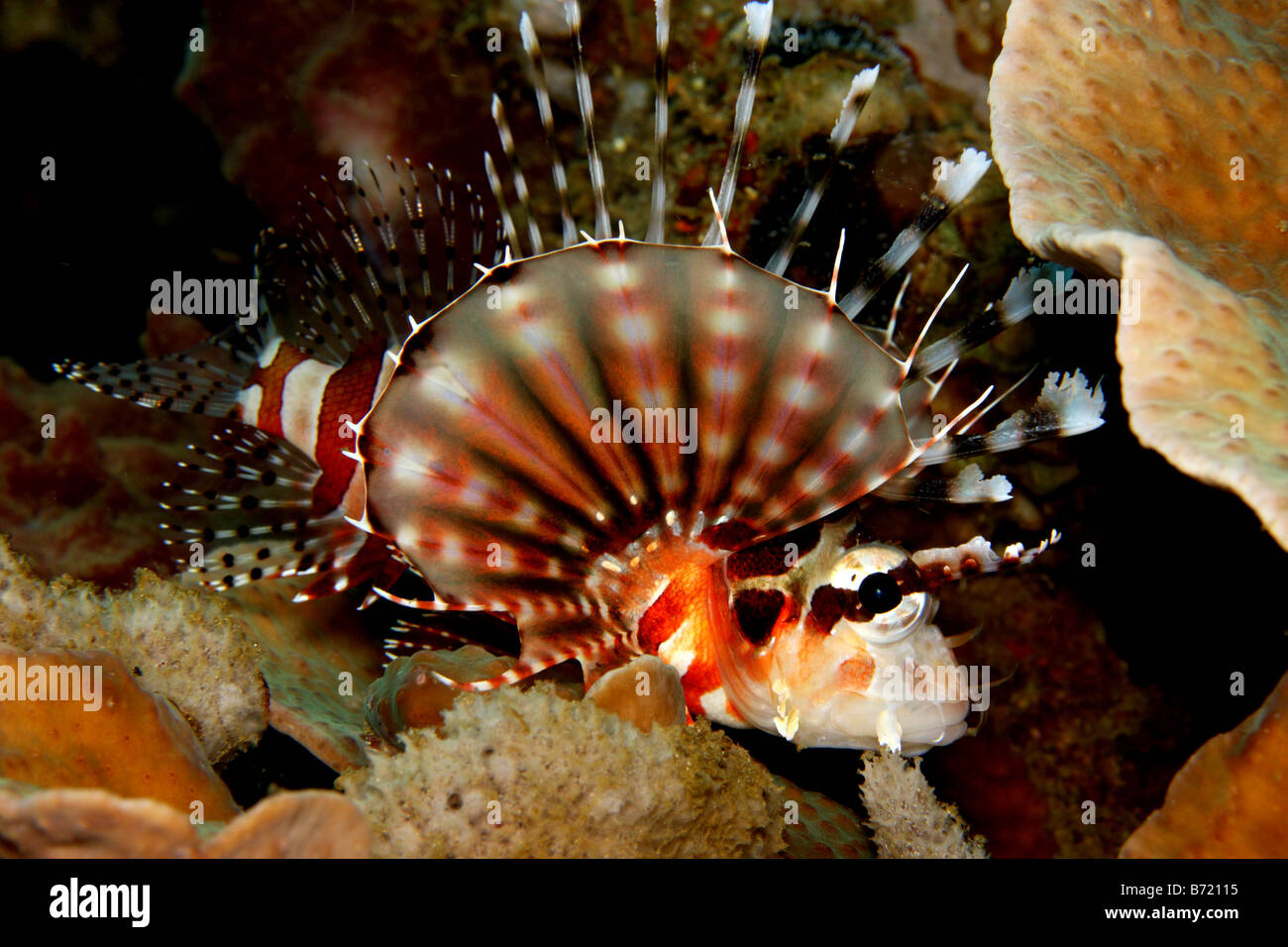 Zebra lionfish on reef hi-res stock photography and images - Alamy