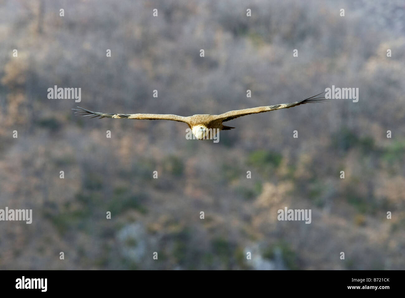 Bird in flight. Front view Stock Photo - Alamy