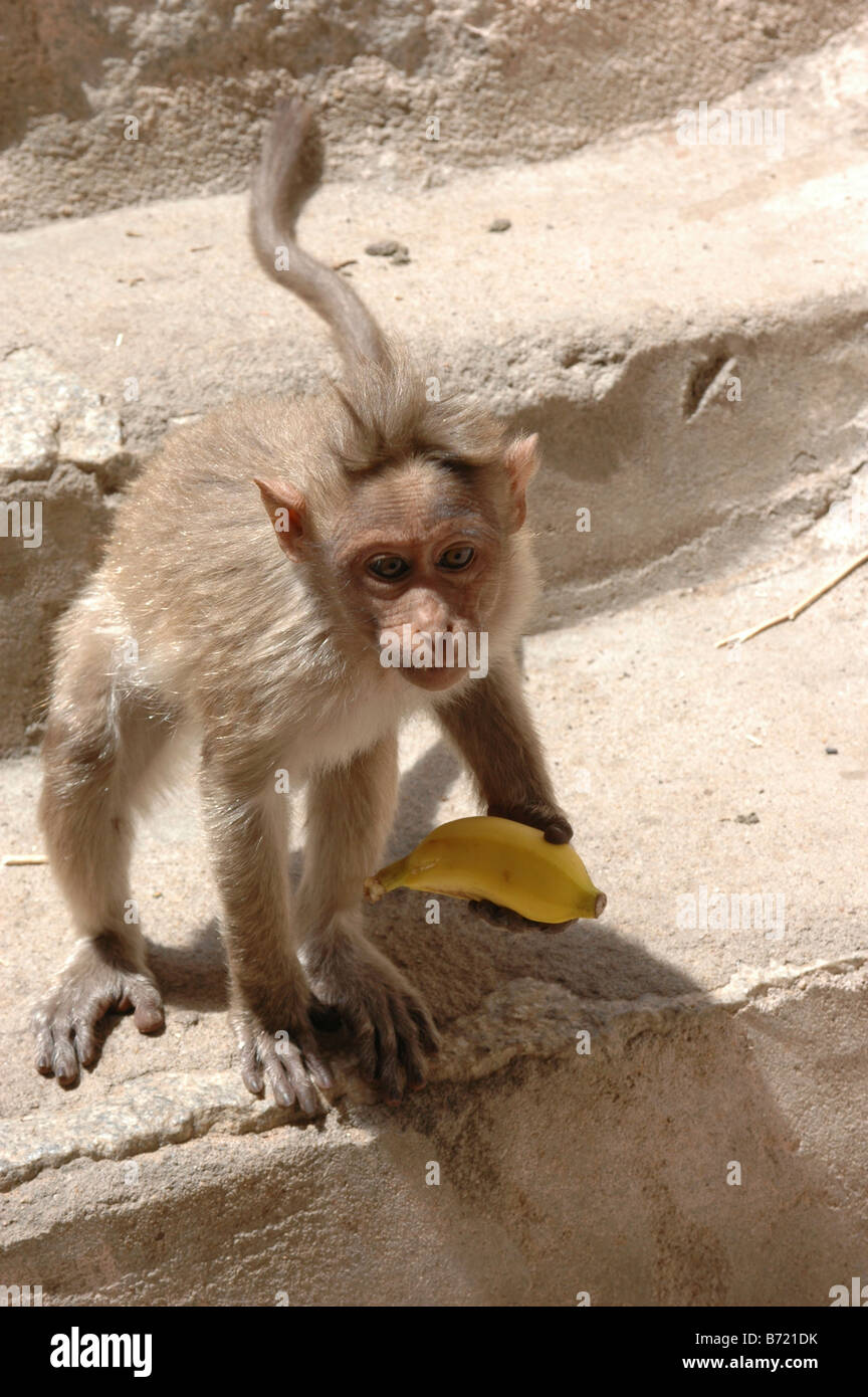 India Karnataka state Hampi A young Macaca mulatta Monkey in the ...