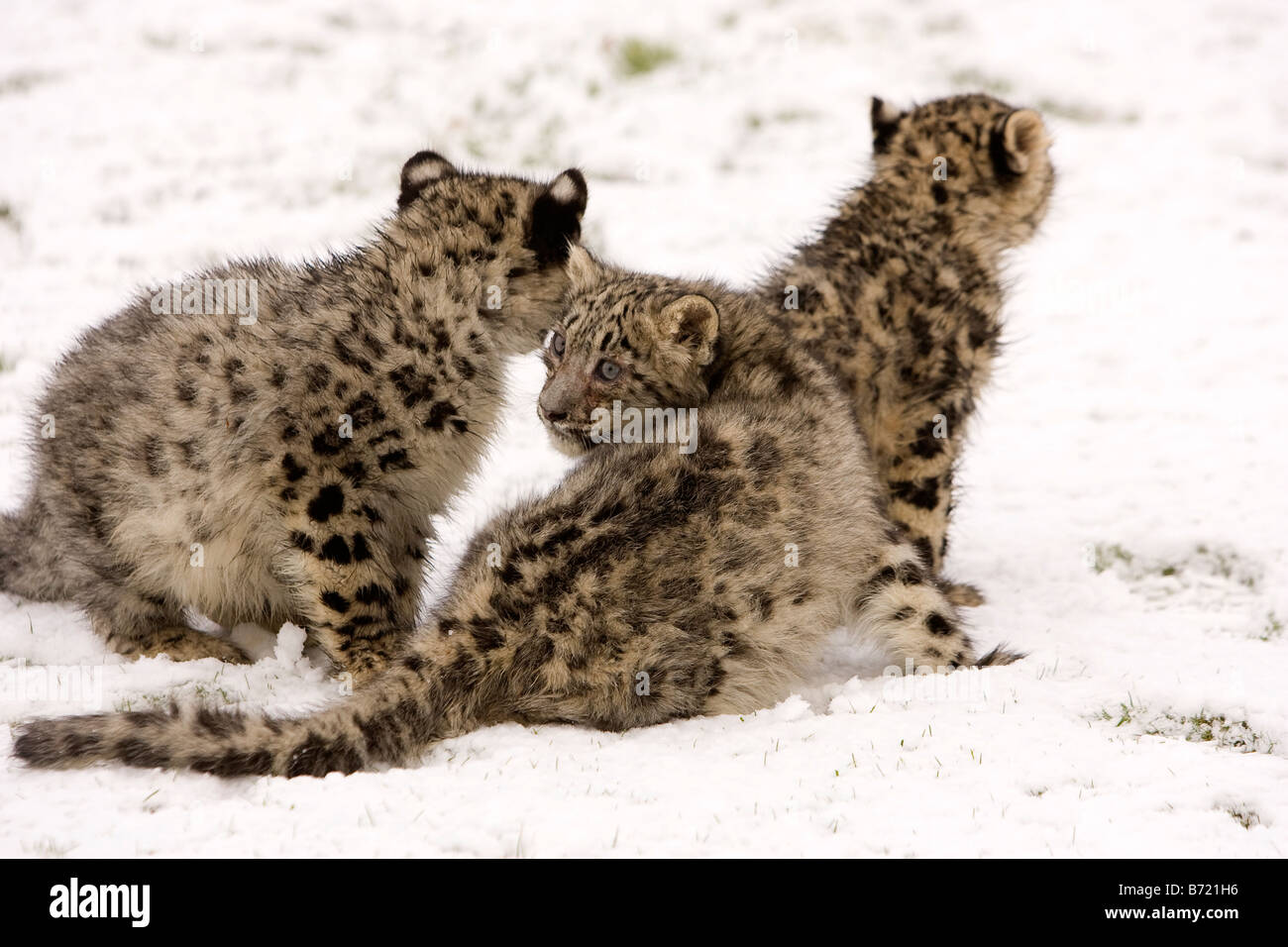 Baby snow leopard cubs High Resolution Stock Photography and Images - Alamy