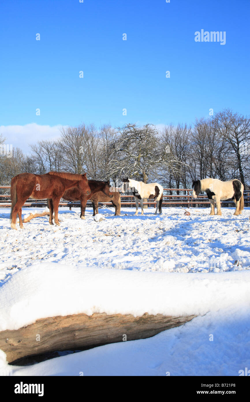 Horses snow sun stable hi-res stock photography and images - Alamy