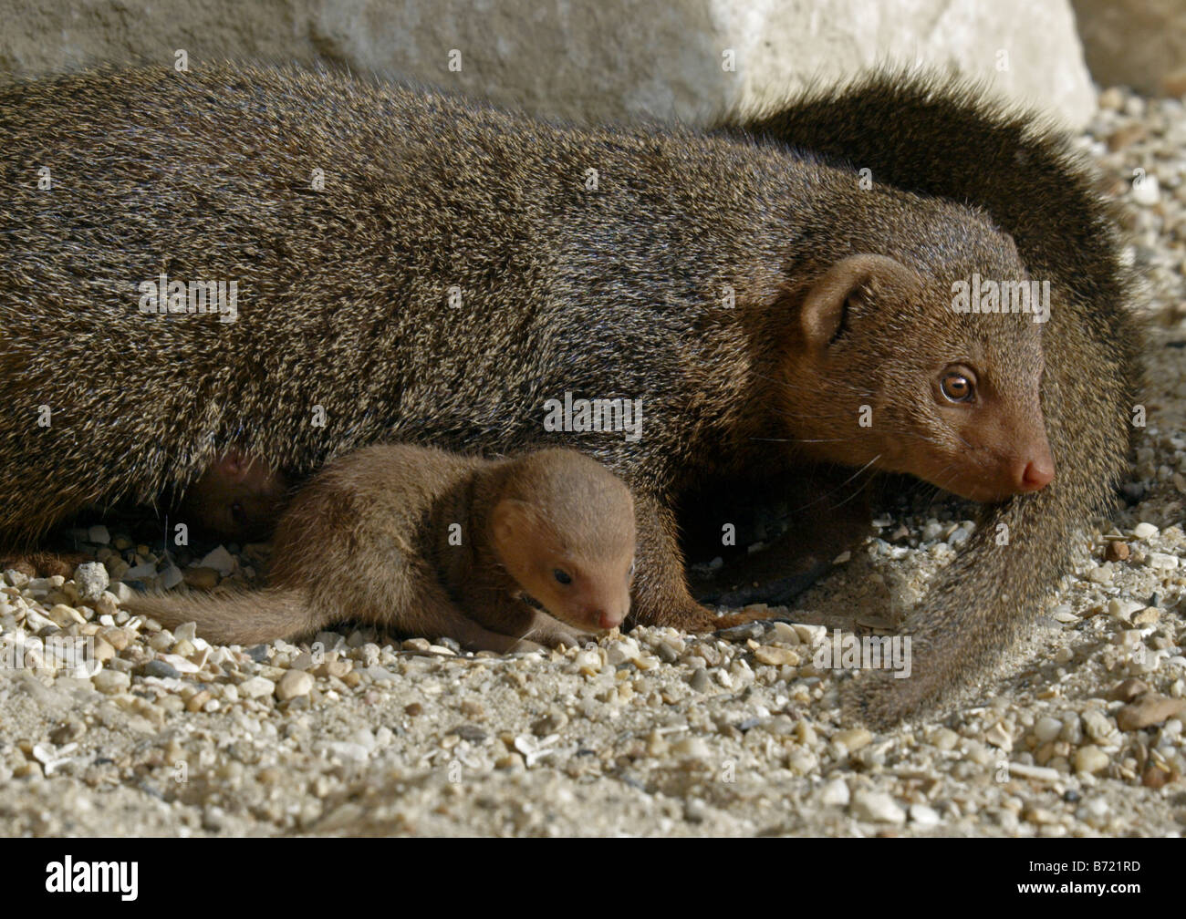 Mongoose family hi-res stock photography and images - Alamy