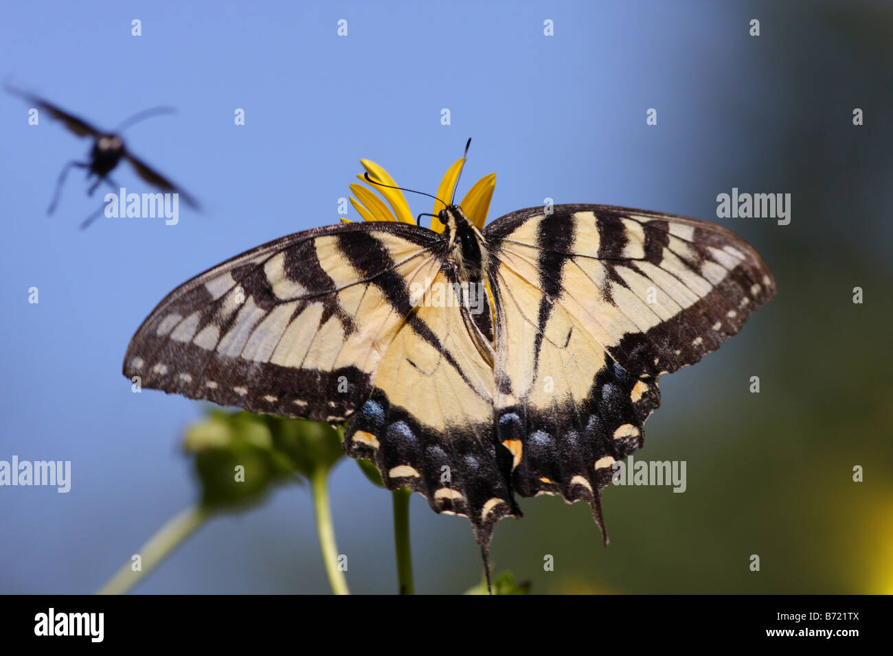 Eastern tiger swallowtail butterfly papilio glaucus feeding on a ...