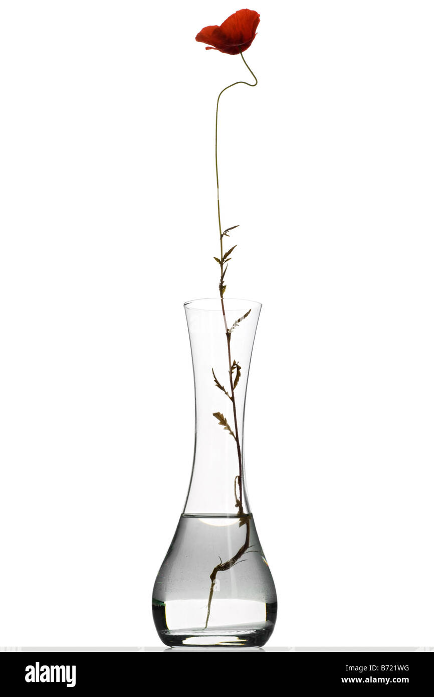 poppy flower in a vase against white background Stock Photo - Alamy