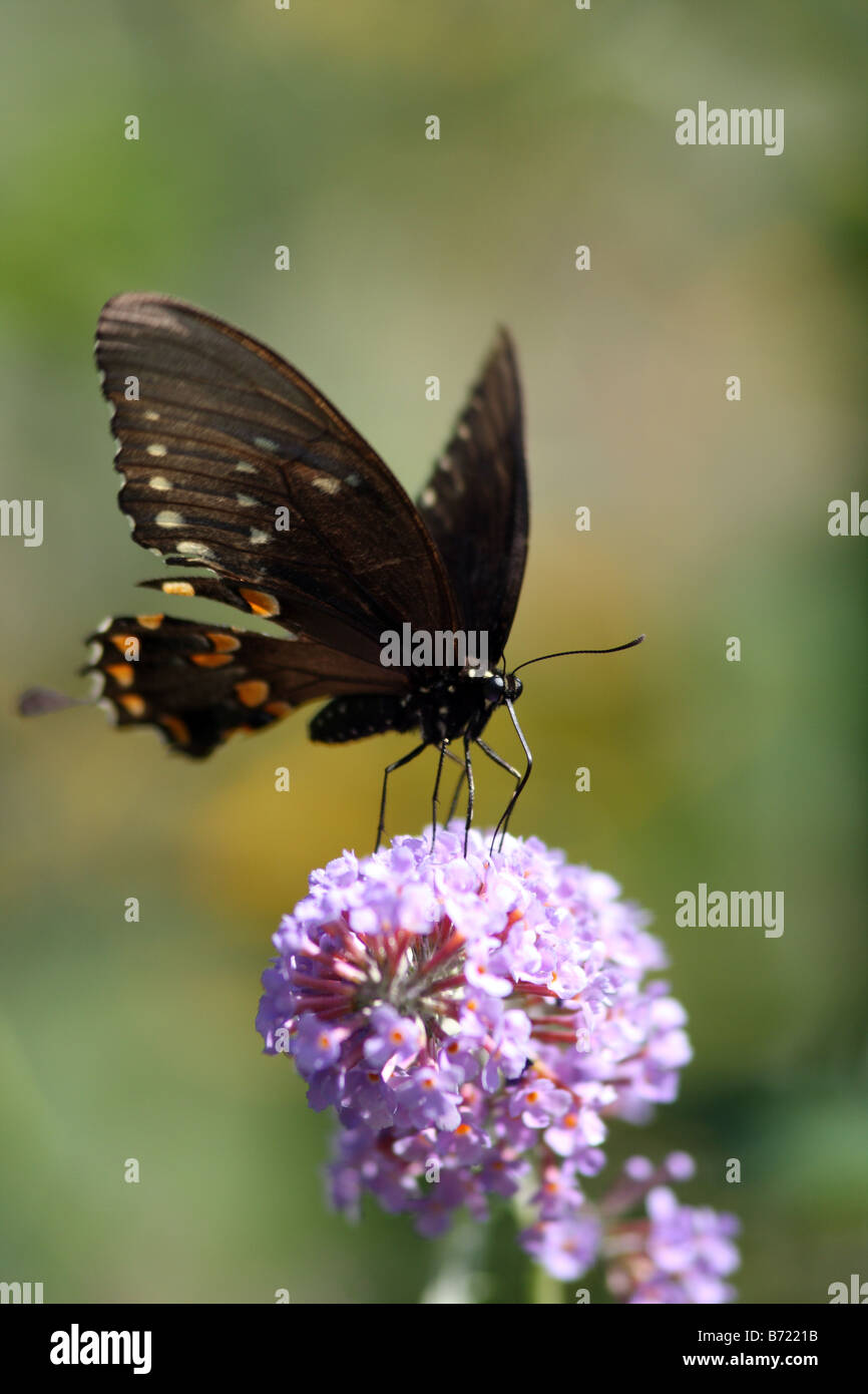 Black swallowtail butterfly feeding hi-res stock photography and images ...
