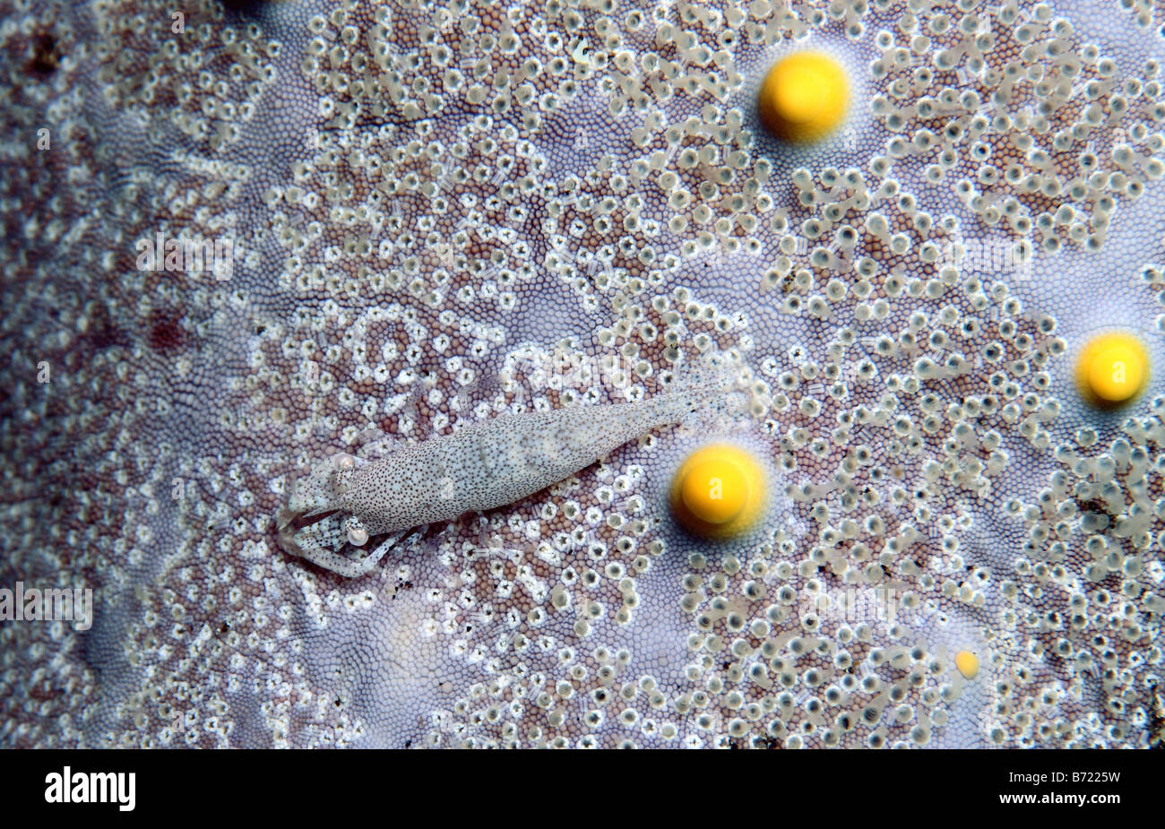 close up of emperor shrimp on the back of sea cucumber Stock Photo - Alamy