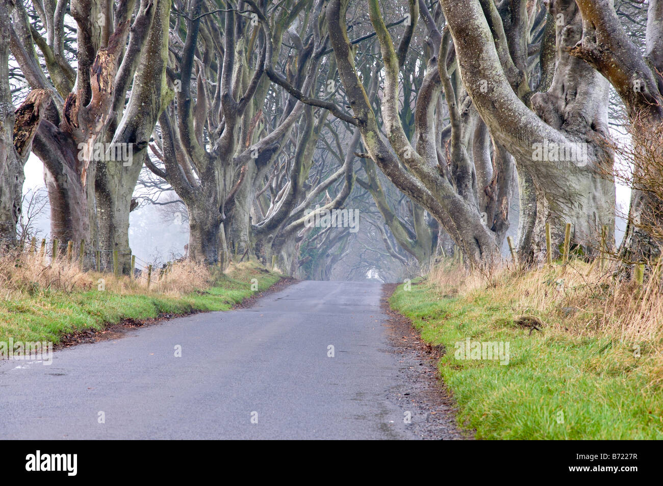Overhanging trees hi-res stock photography and images - Alamy