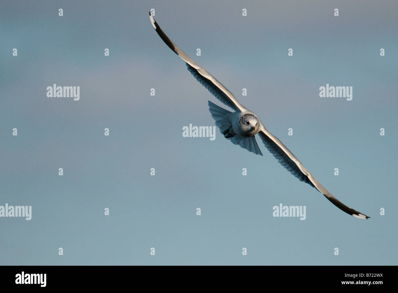 Low angle shot seagull hi-res stock photography and images - Alamy