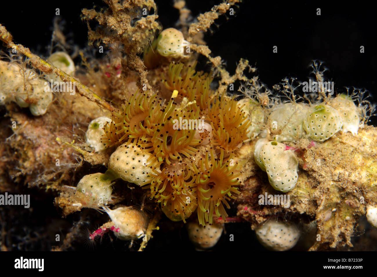 Ascidians growing on rope underwater Stock Photo - Alamy