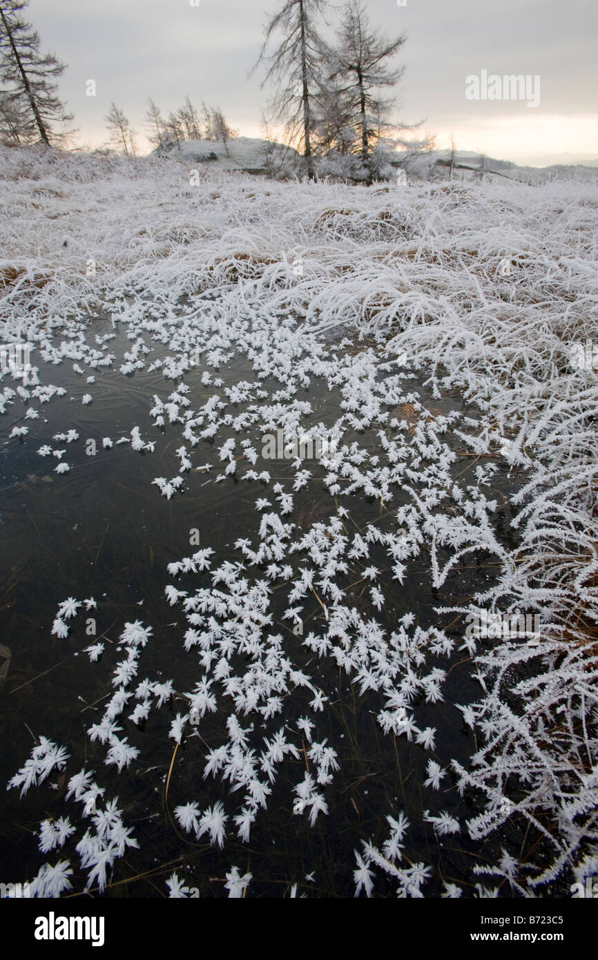 Hoare frost on vegetation near Tarn Hows in the Lake District Cumbria ...
