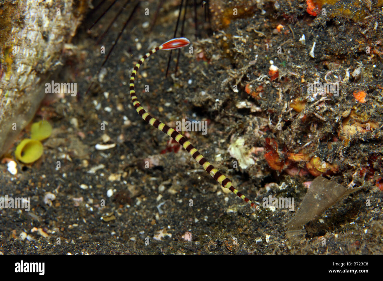 Ringed pipefish Doryrhamphus dactyliophorus swimming on coral reef with ...