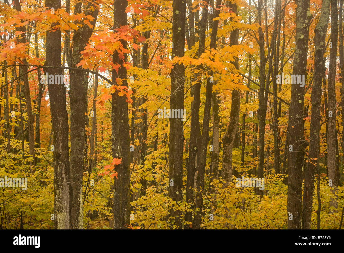 MICHIGAN - Fall color in the hardwood forest of the Upper Peninsula ...