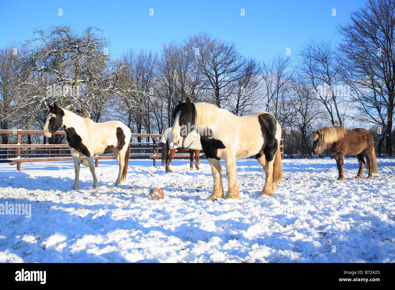 Snowy stable hi-res stock photography and images - Alamy