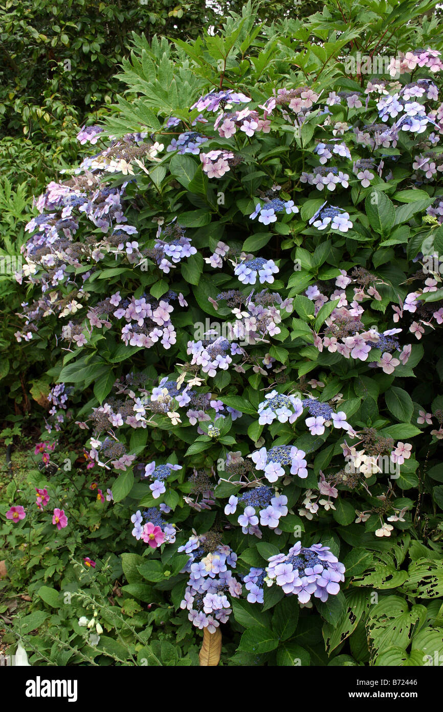 HYDRANGEA MACROPHYLLA BLUE WAVE Stock Photo - Alamy