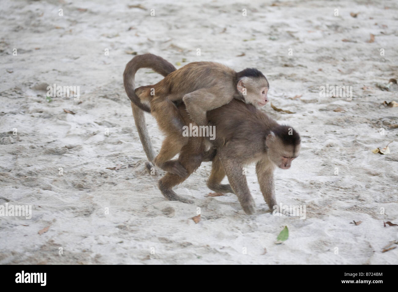 Monkeys Mating Like Humans