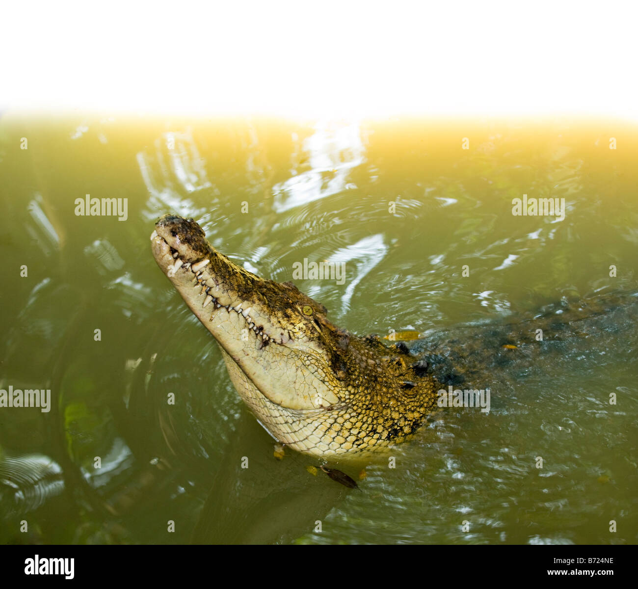 Muzzle alligator crocodile hi-res stock photography and images - Alamy
