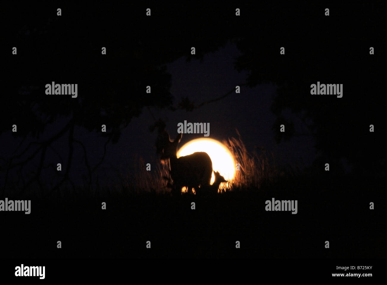 Moon tail hi-res stock photography and images - Alamy