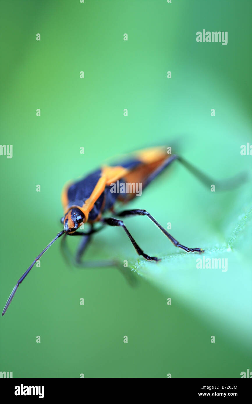 Narrow beetle hi-res stock photography and images - Alamy