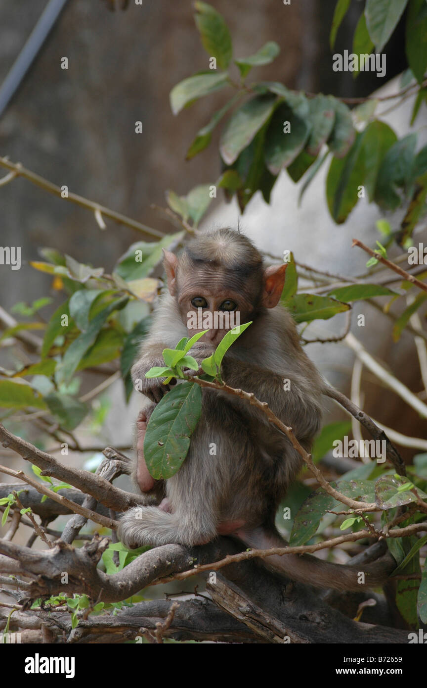 India Karnataka state Hampi A young Macaca mulatta Monkey in the ...