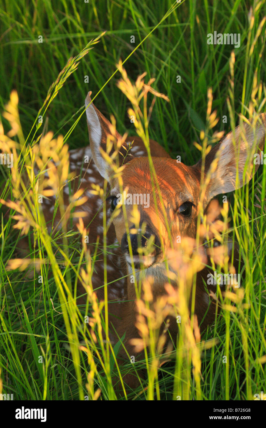 Bedded Fawn High Resolution Stock Photography and Images - Alamy