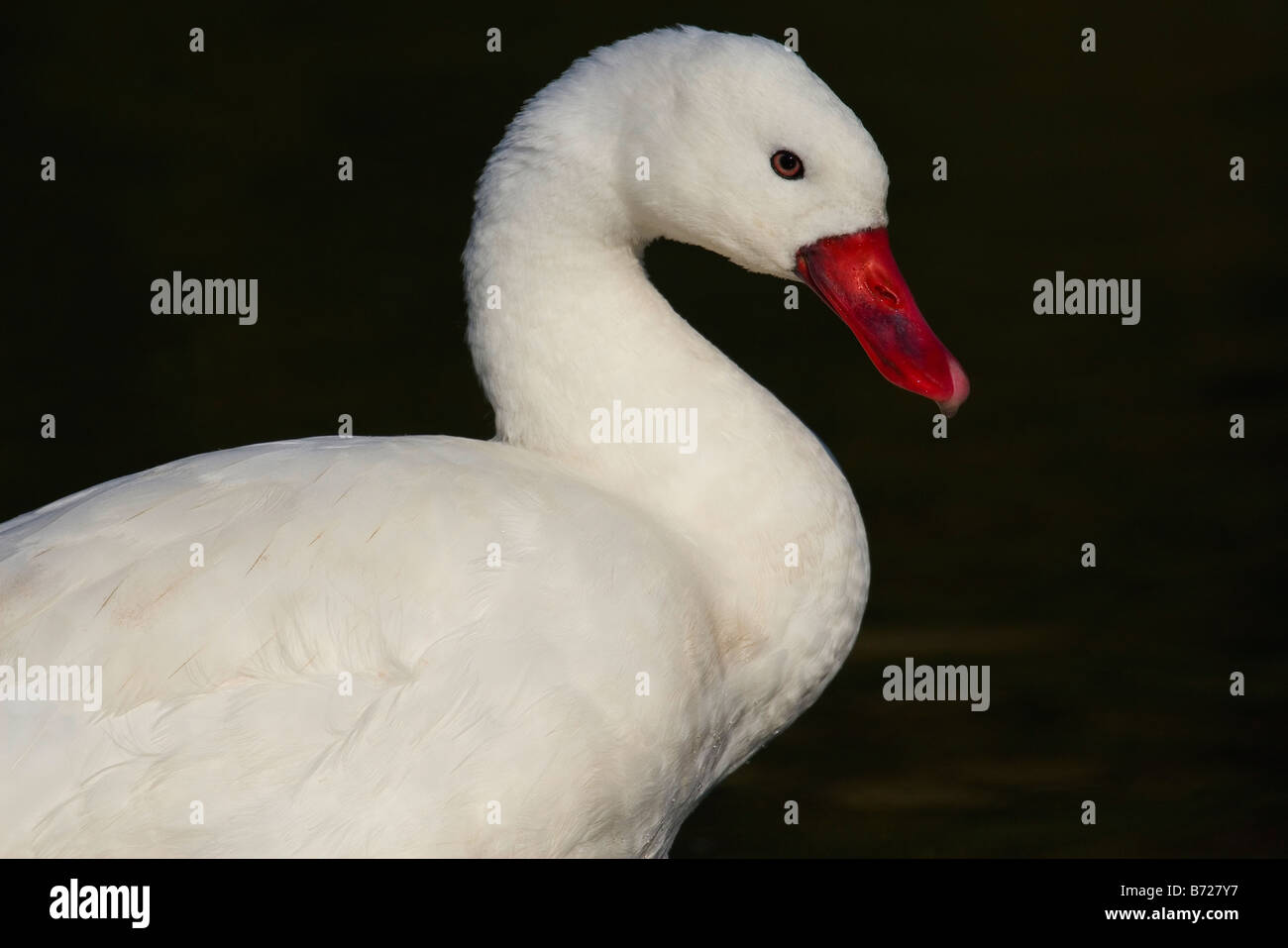 Coscoroba swan hi-res stock photography and images - Alamy