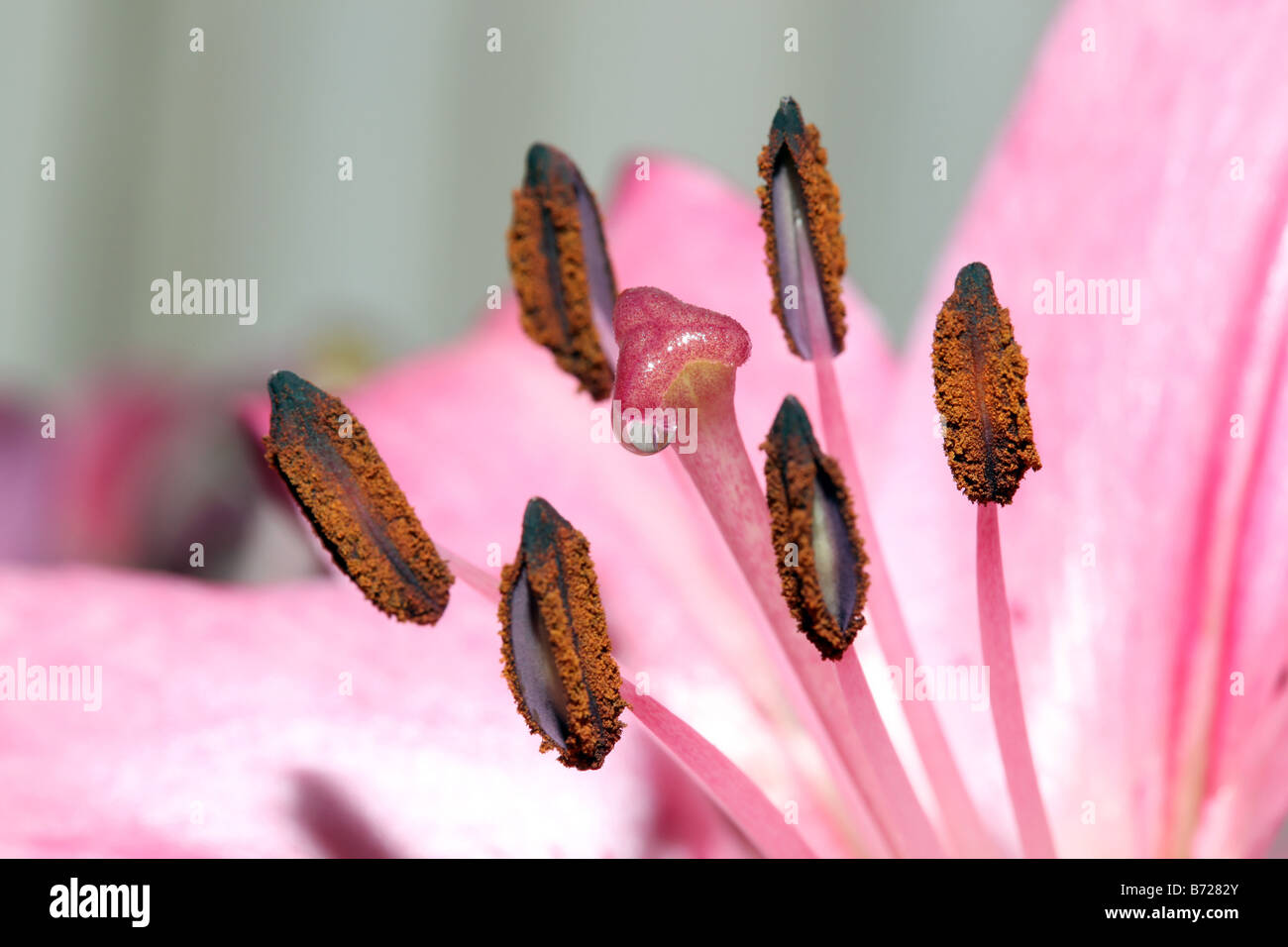 Lily drop hi-res stock photography and images - Alamy