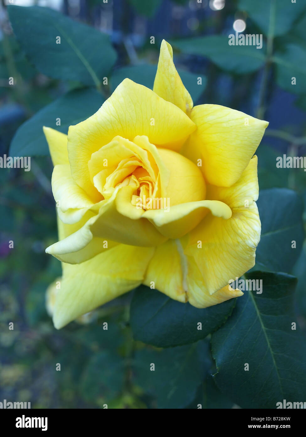 A beautiful young yellow rose blooming in an outdoor garden Stock Photo ...
