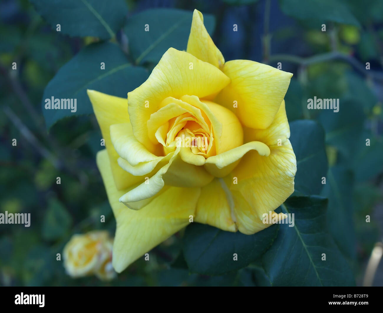 A beautiful young yellow rose blooming in an outdoor garden Stock Photo ...