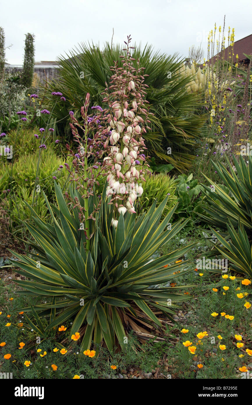 YUCCA GLORIOSA VARIEGATA. SPANISH DAGGER GROWING IN THE BORDER OF AN ...