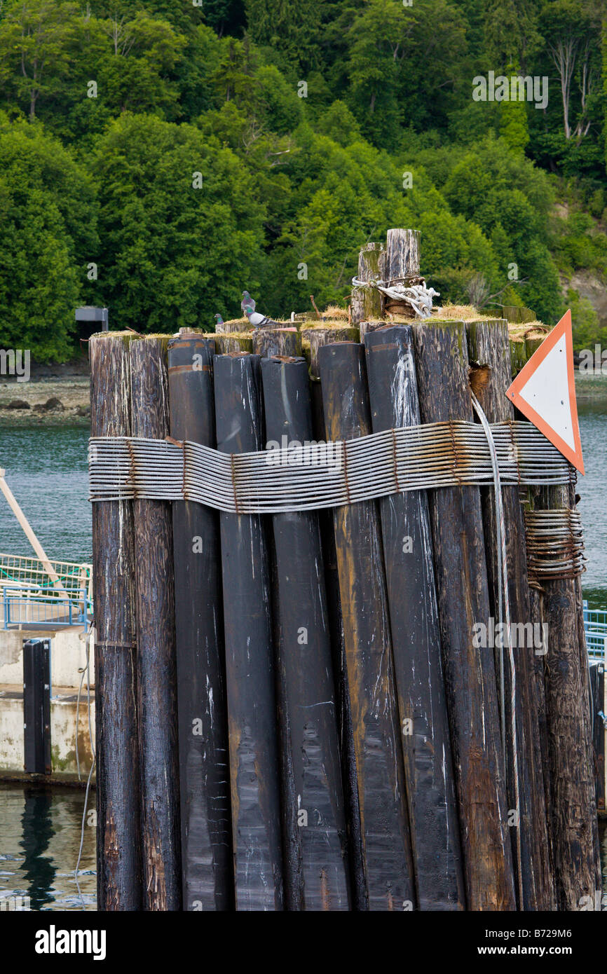 Pigeons rest atop timber fender piles at entrance to ferry terminal ...