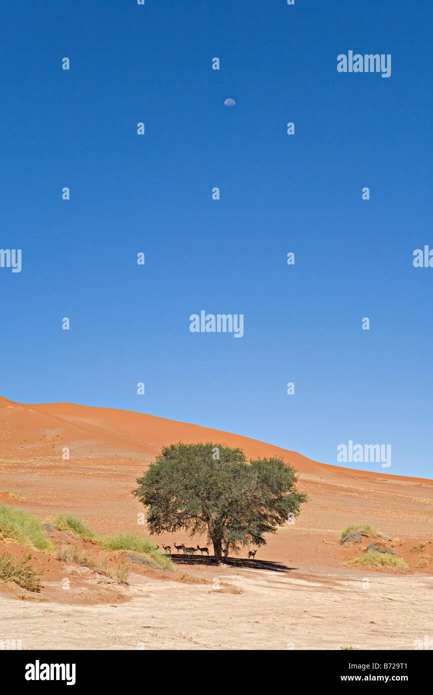 Semi desert animals hi-res stock photography and images - Alamy