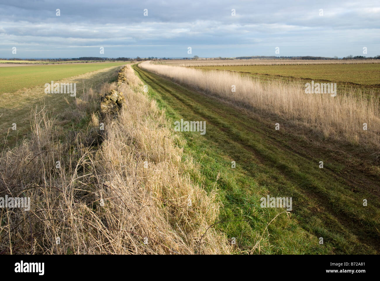 A 'Beetle Bank' on the boundary of a field in Lincolnshire, England ...