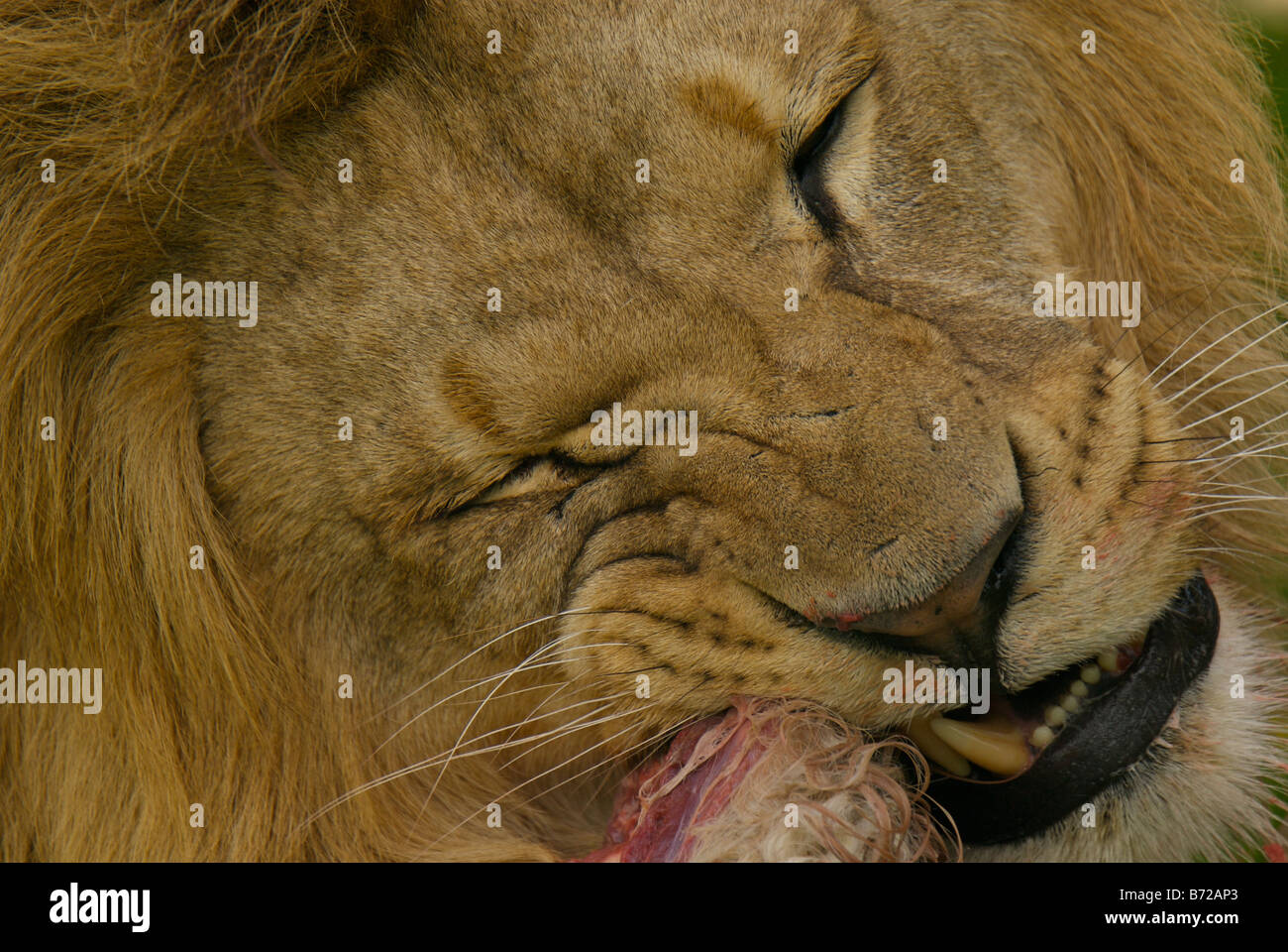 Lion eating hi-res stock photography and images - Alamy