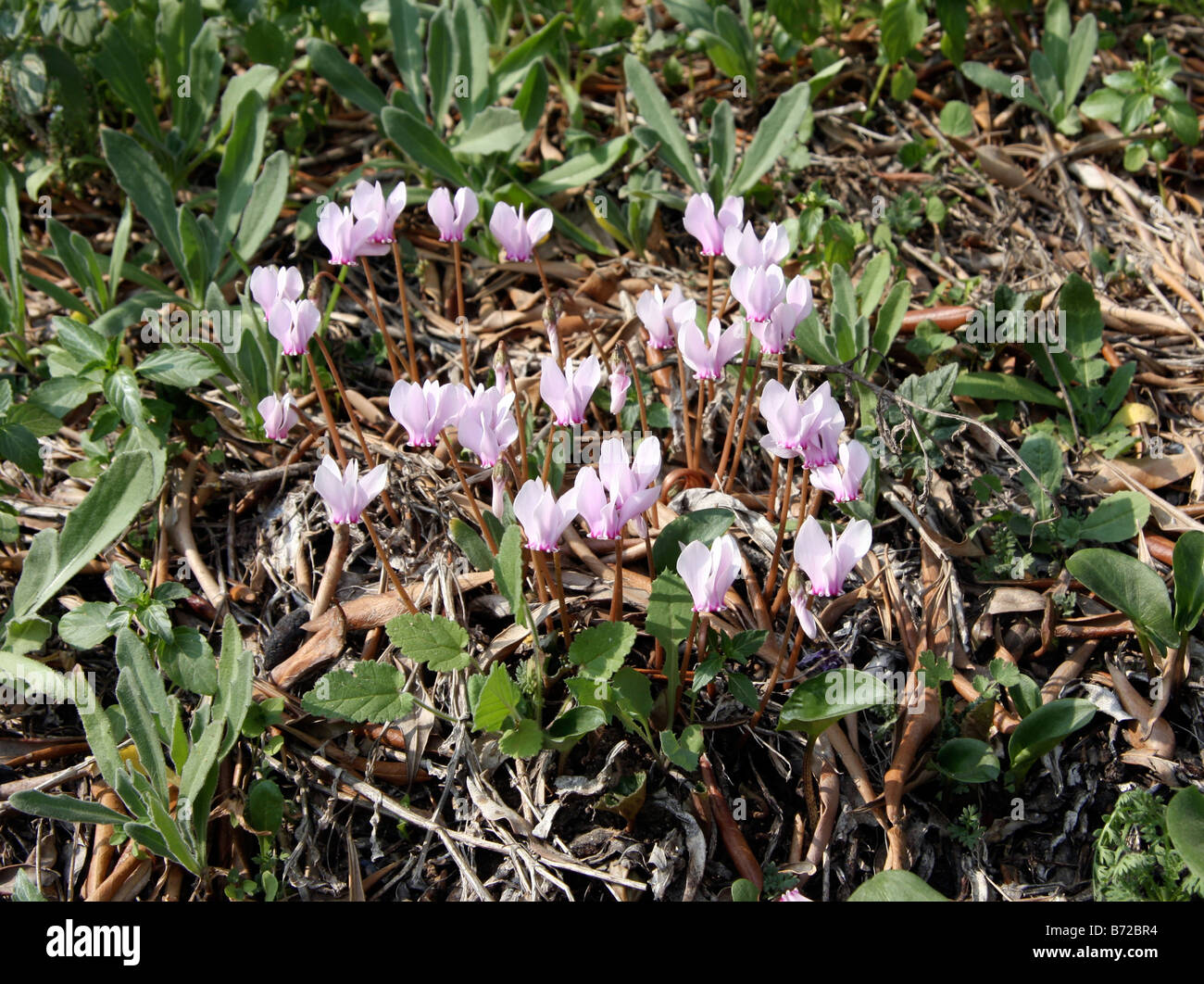 Clump of cyclamen growing wild in the woods Stock Photo - Alamy
