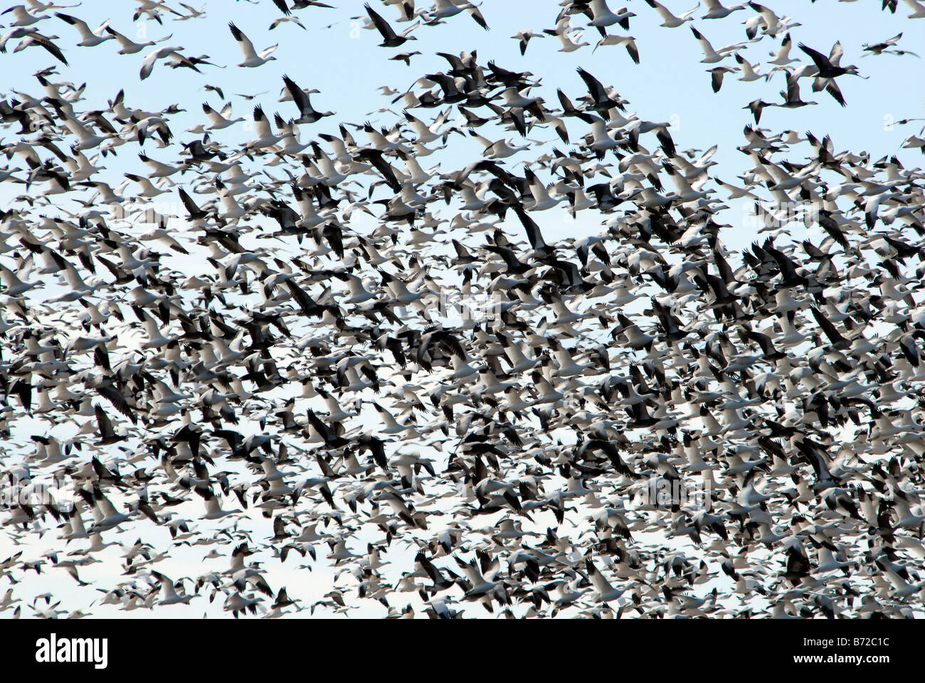 Snow geese (Anser caerulescens caerulescens) flock in flight Stock ...