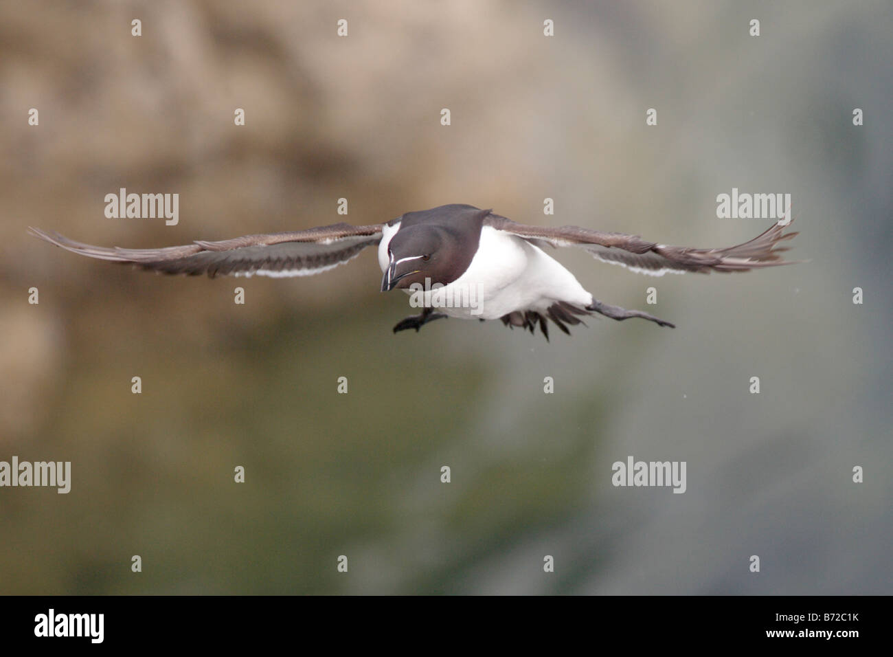 Razorbill in flight Stock Photo - Alamy