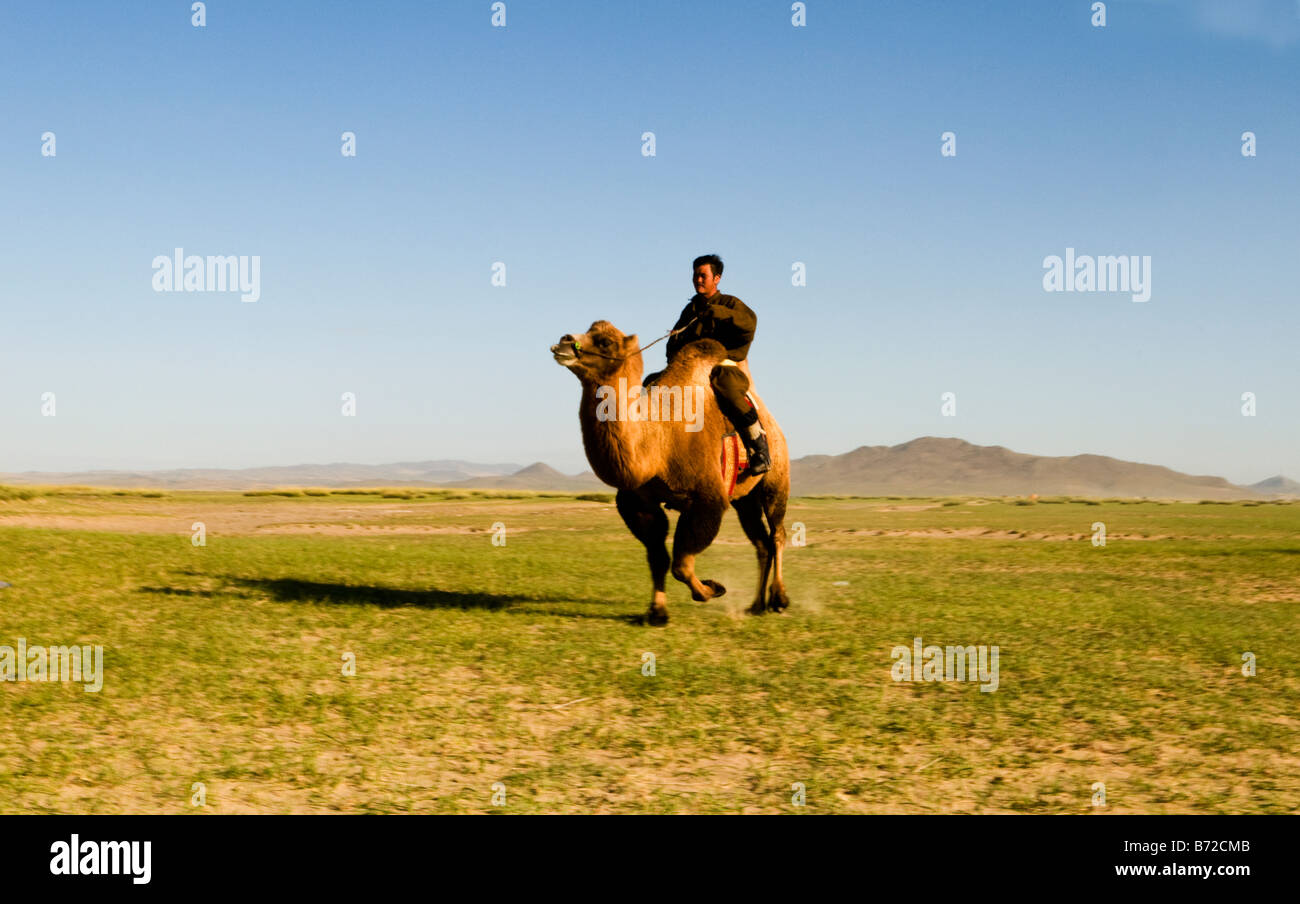 A Mongolian nomad rides his double hump bactrian camel Stock Photo - Alamy