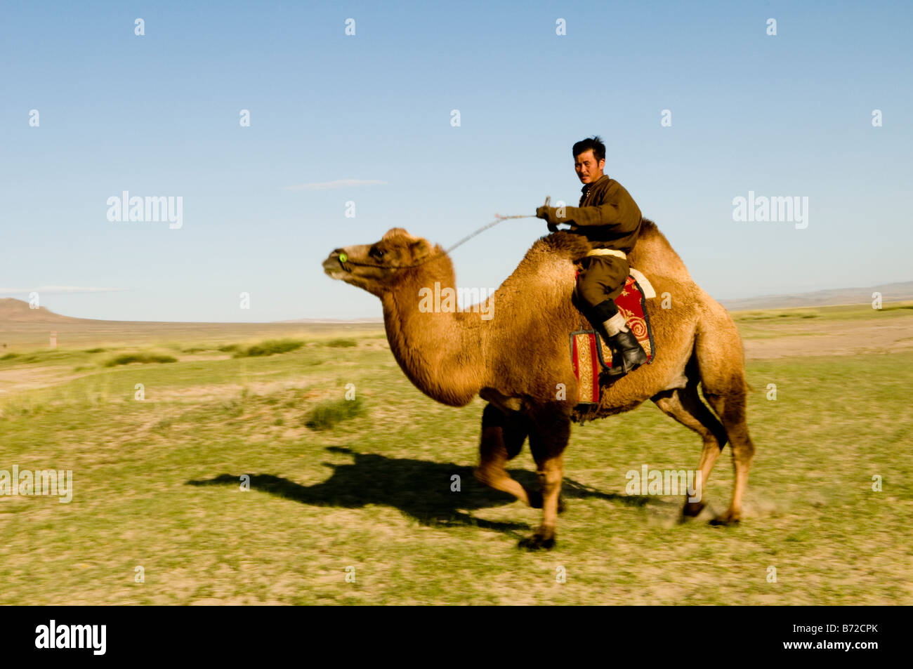 A Mongolian nomad rides his double hump bactrian camel Stock Photo - Alamy