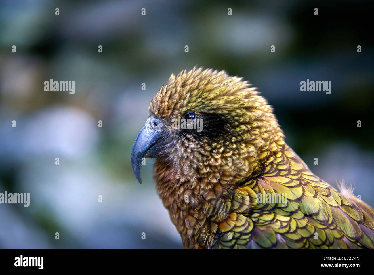New Zealand, South Island, Queenstown, KEA bird, Nestor notabilis Stock ...