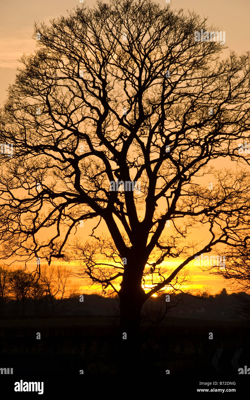 Sycamore Tree Logo The Ghosts Of The Forest: A Spooky Celebration Of