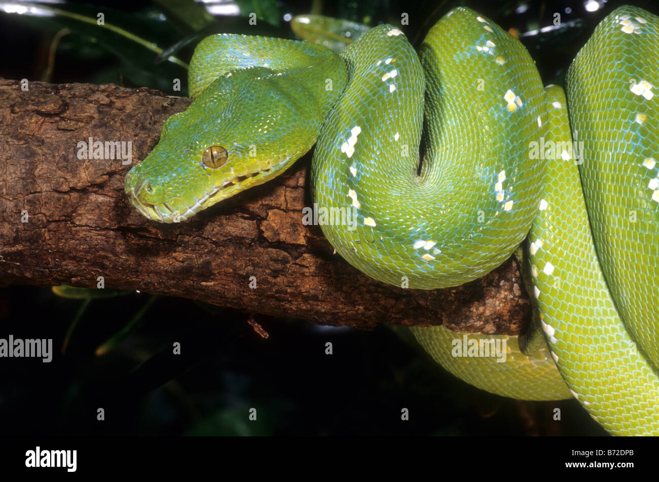 Green Tree Python (Morelia (Chondrophython) viridis Stock Photo - Alamy