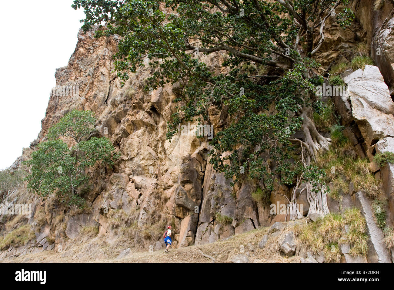 Lone figure standing beneath an immense fig tree growing out of a cliff ...