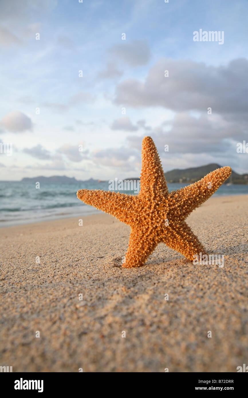 A starfish stuck upright on a sandy beach Stock Photo - Alamy