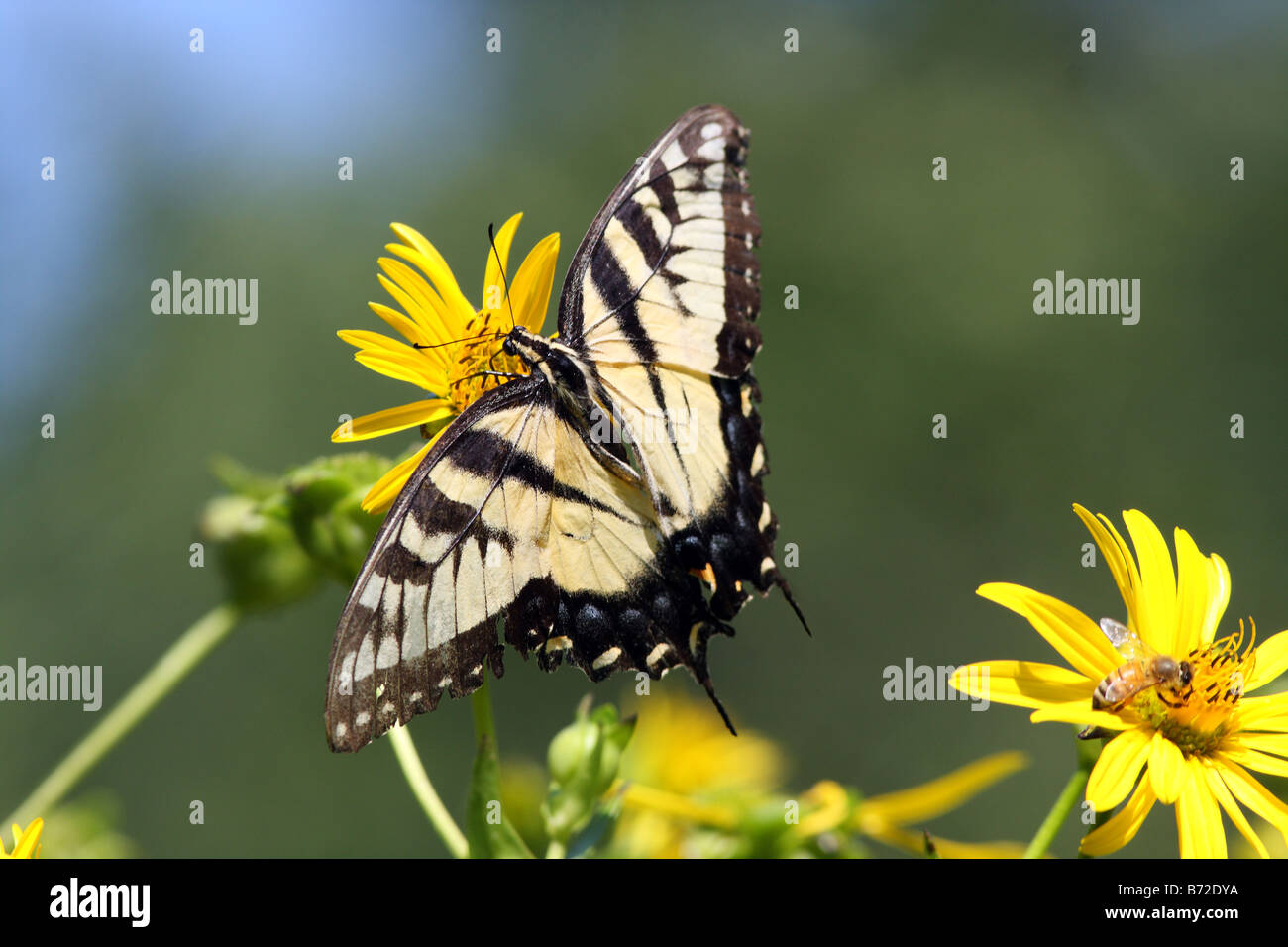 Eastern tiger swallowtail butterfly papilio glaucus feeding on a ...