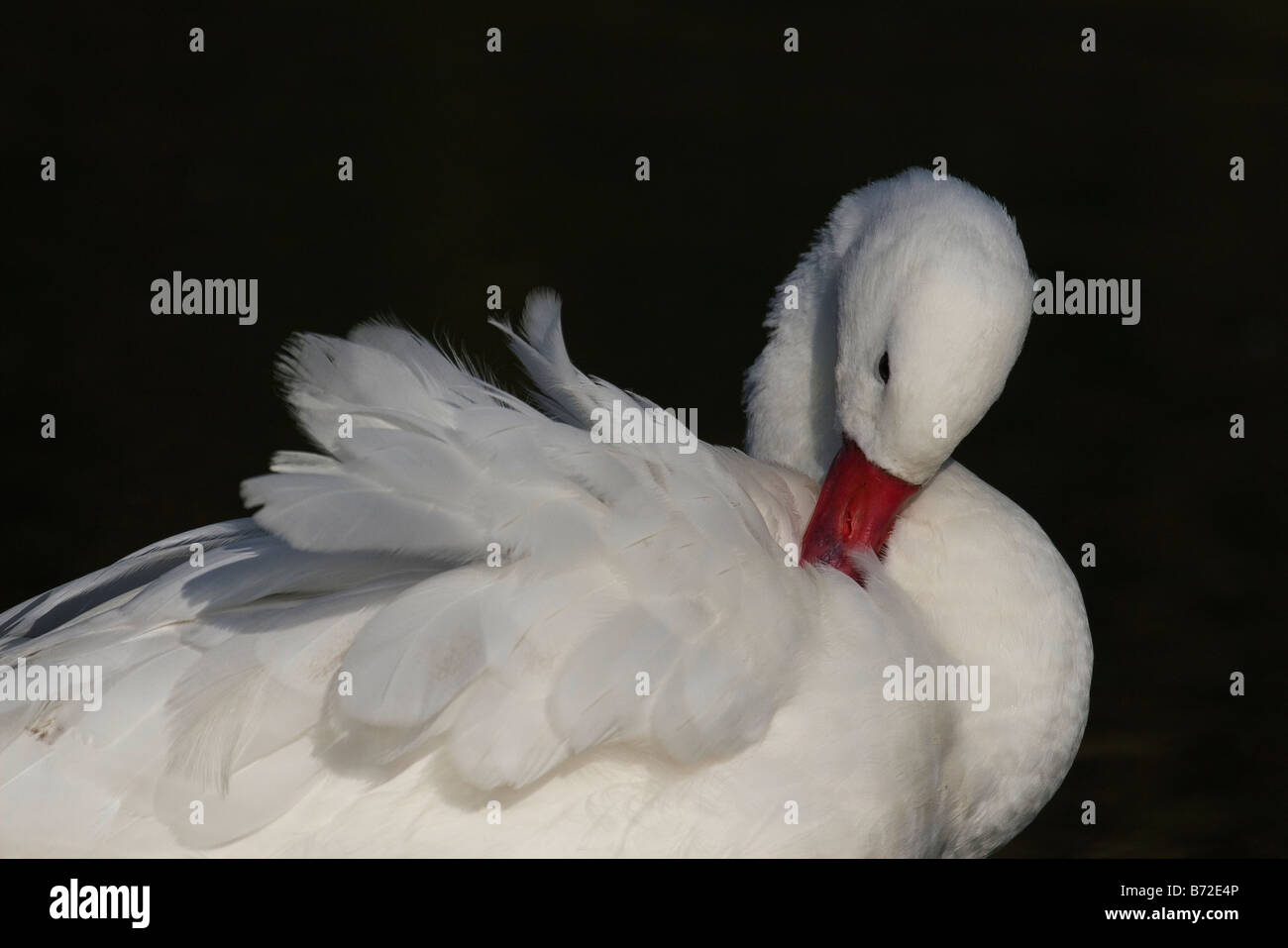 Coscoroba swan hi-res stock photography and images - Alamy