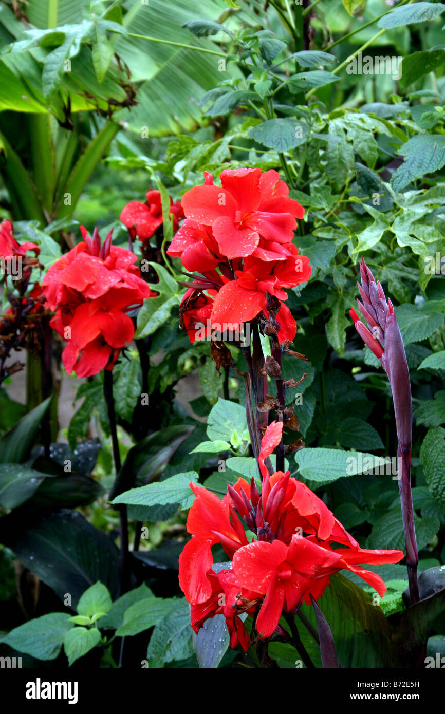 CANNA ASSAUT. INDIAN SHOT PLANT Stock Photo - Alamy
