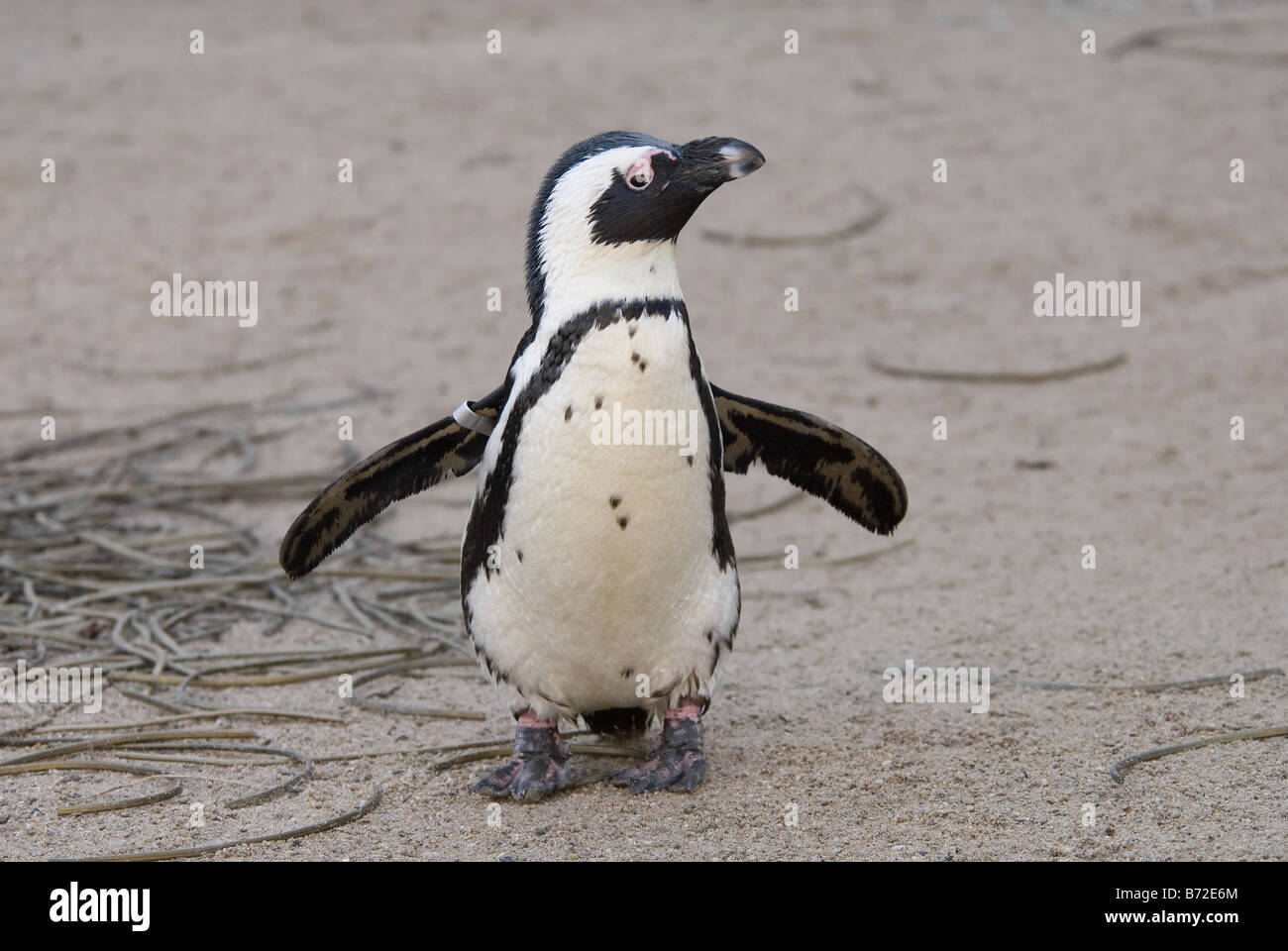 cute penguin flapping its wings Stock Photo - Alamy