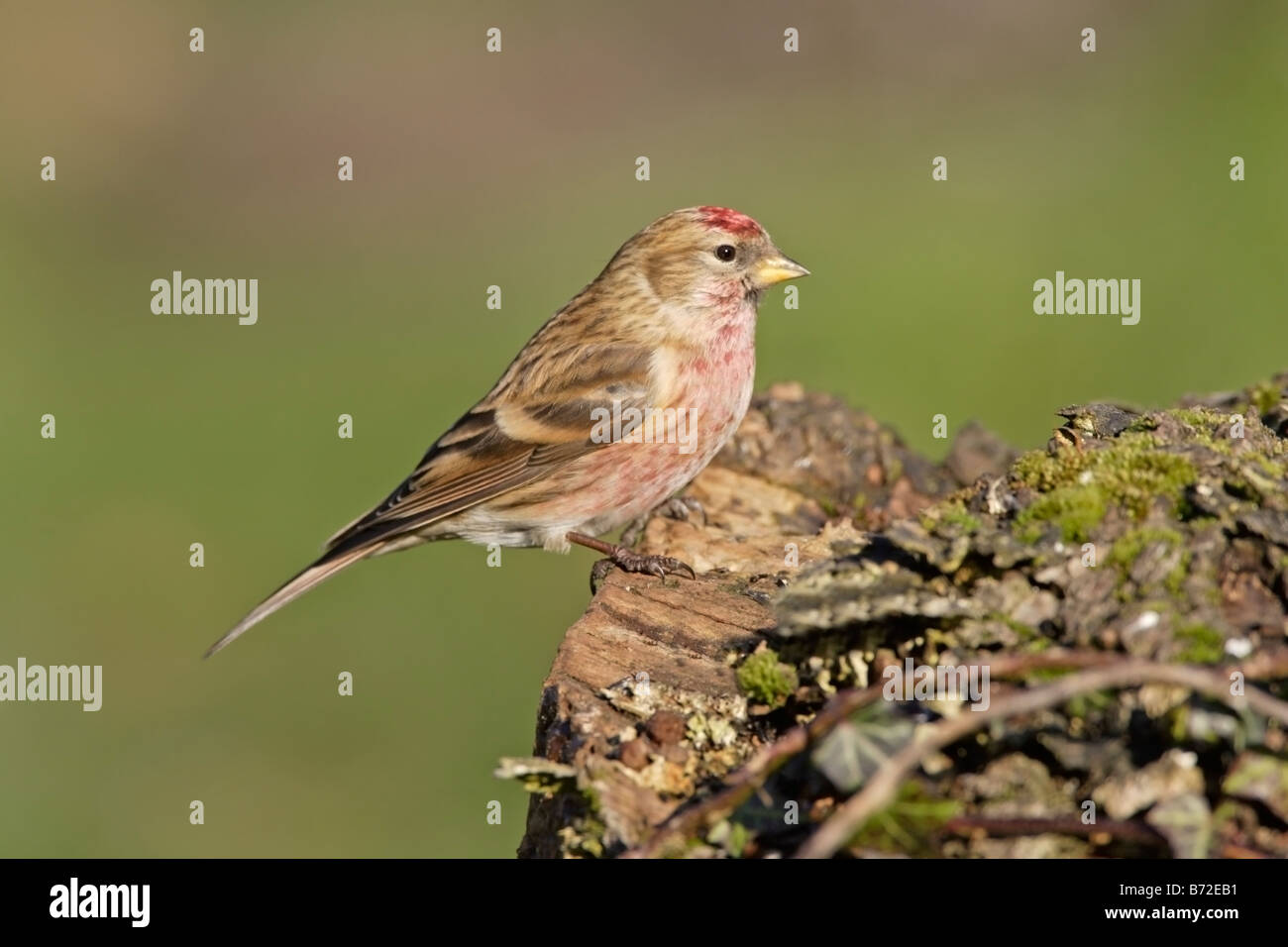 Common Redpoll Carduelis flammea Stock Photo - Alamy
