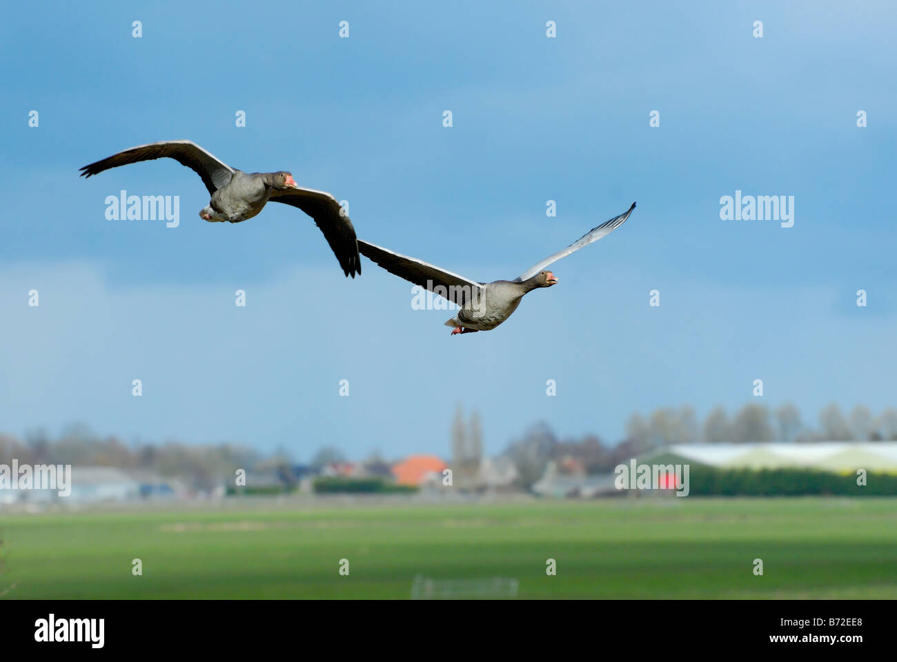 Geese in flight the netherlands Stock Photo - Alamy