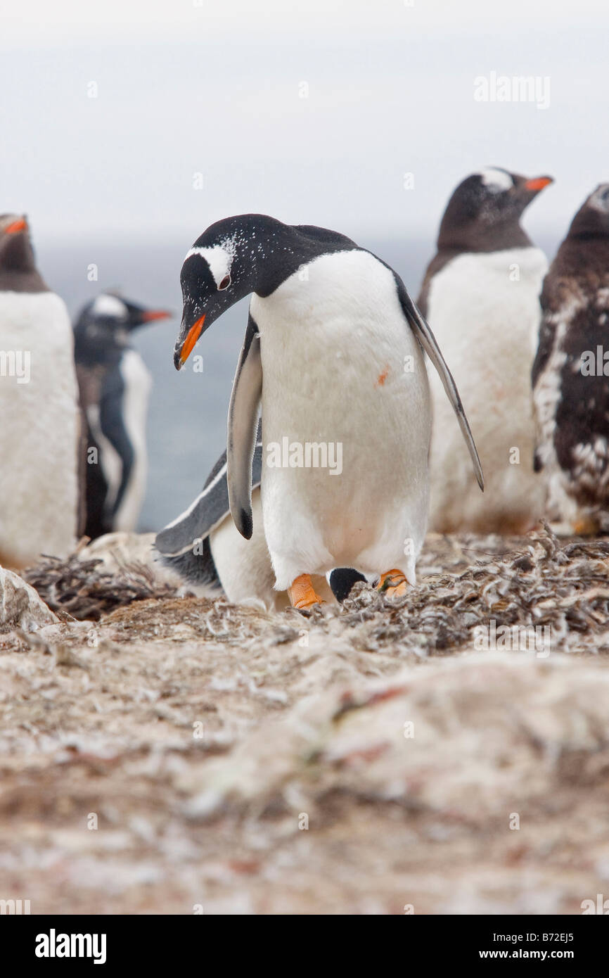 Gentoo penguin colony Pebble Island Falkland Islands Stock Photo - Alamy
